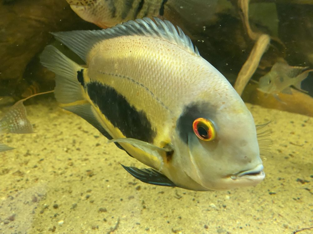 Uaru amphiacanthoides | Südamerika Dreams